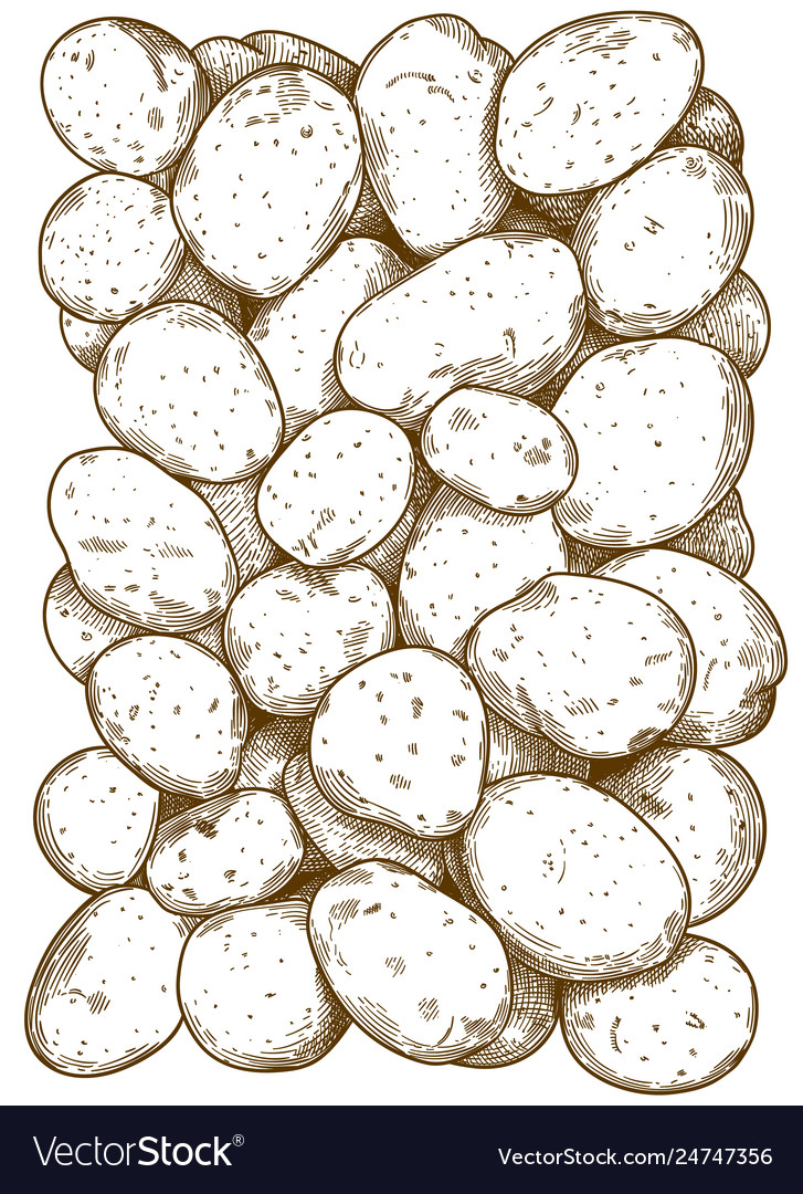Engraving potatoes pattern Royalty Free Vector Image