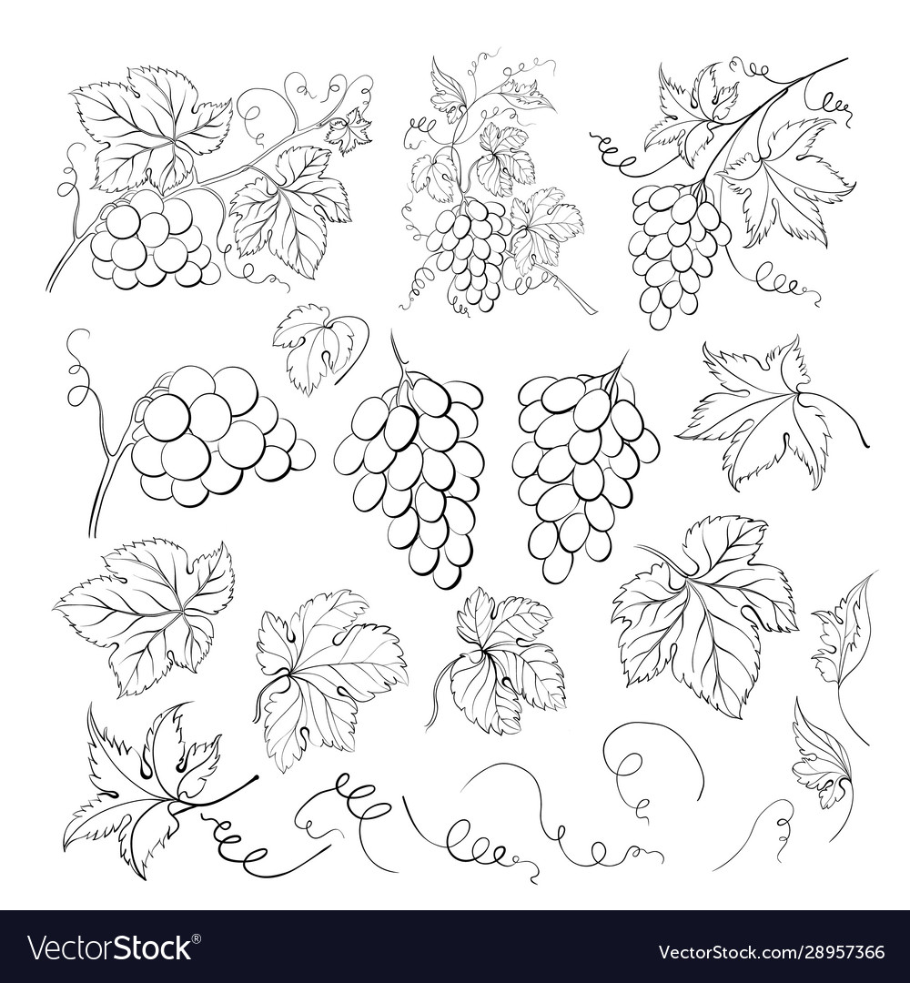 Grape bunch collection elements grapes Royalty Free Vector