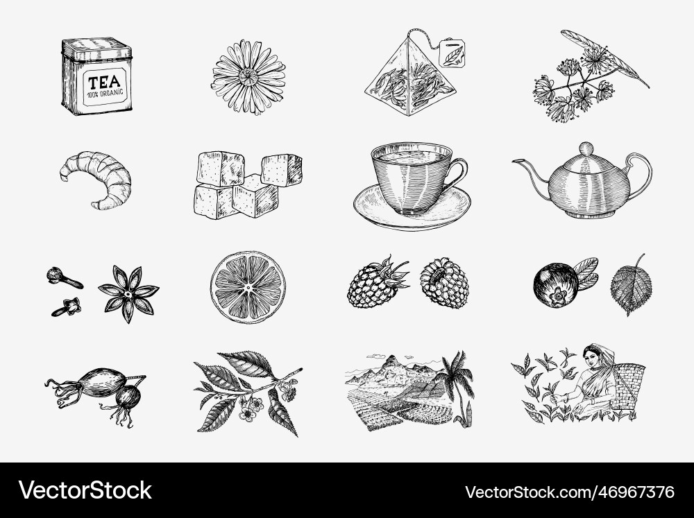 Herbal tea bag brewing cooking directions teapot Vector Image