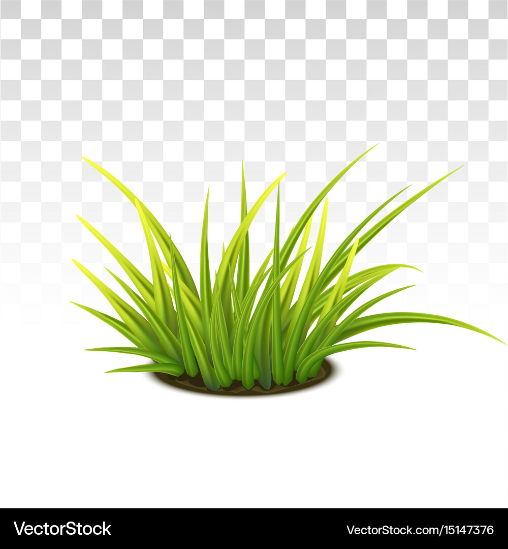 Tussock of green grass Royalty Free Vector Image