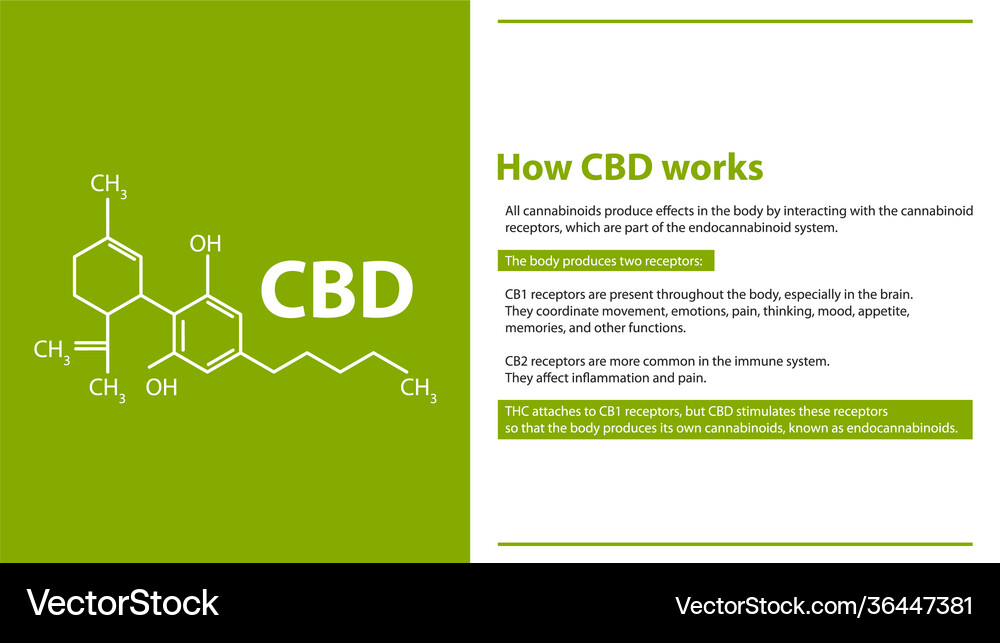 How cbd works green and white information poster Vector Image