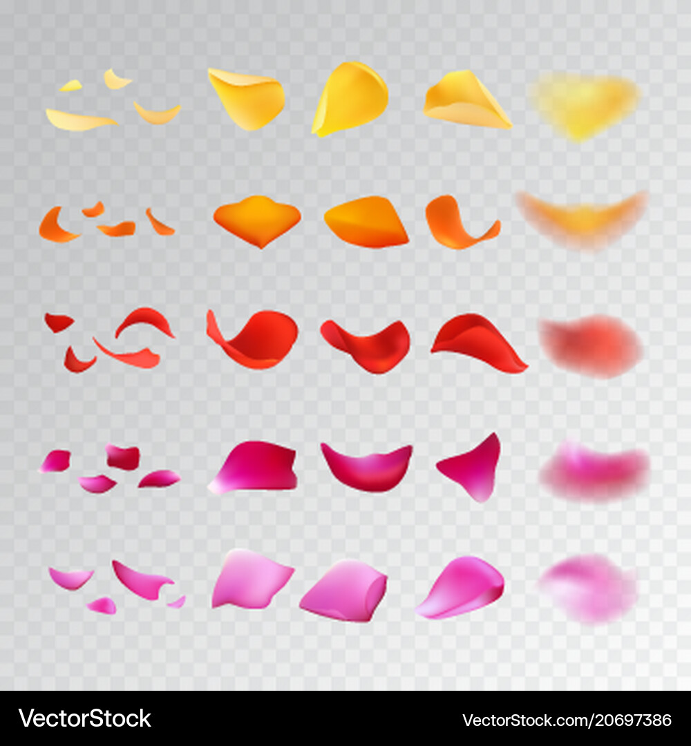 Set of rose petals Royalty Free Vector Image - VectorStock