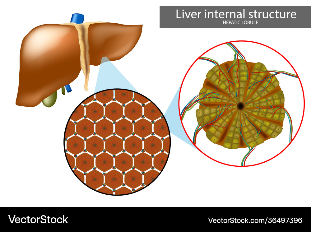 Lobules liver or hepatic liver Royalty Free Vector Image