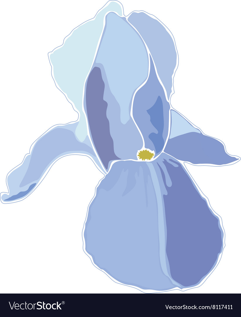 Blue iris Royalty Free Vector Image - VectorStock