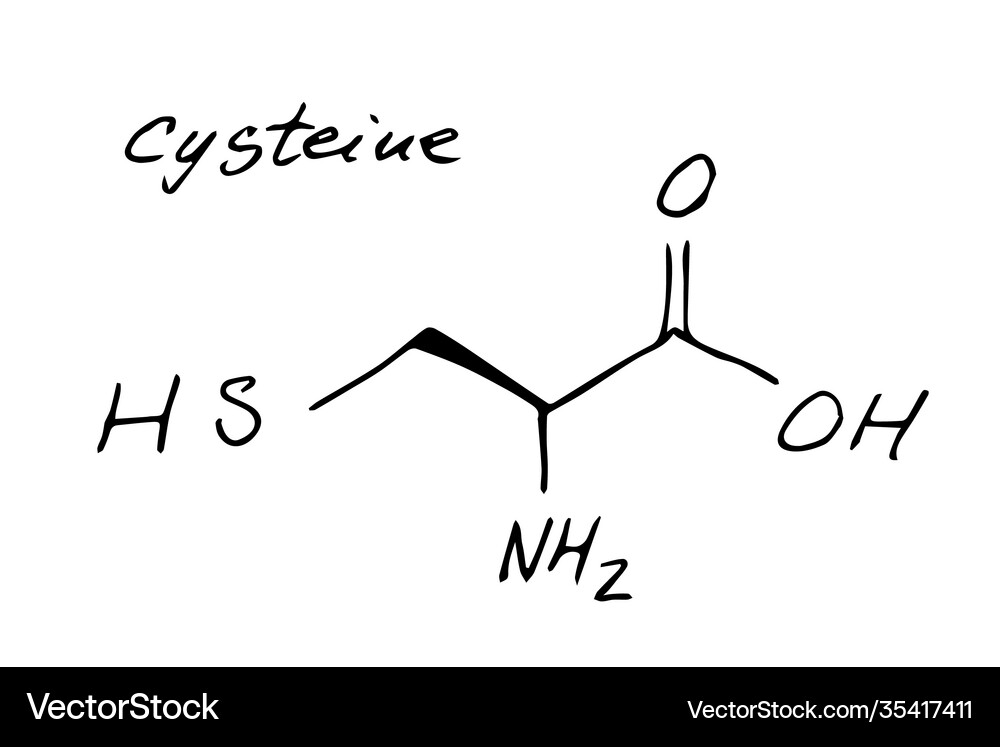 Cysteine chemistry molecule formula hand drawn Vector Image