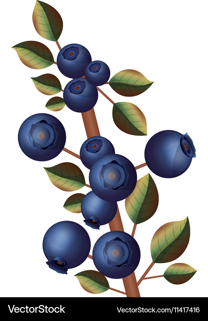 Branch with purple blueberries thick stalk Vector Image