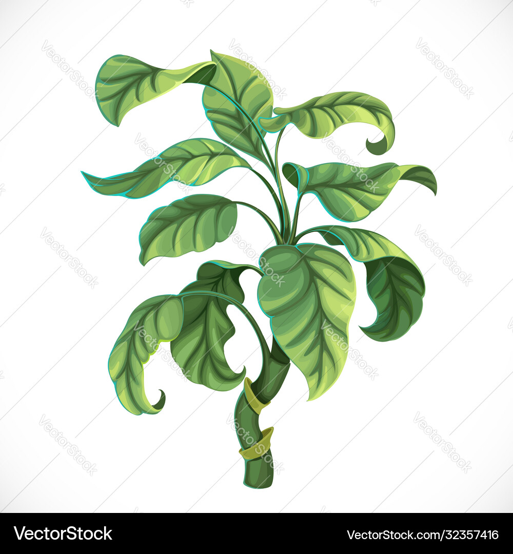 Decorative tropical tree ficus isolated on white Vector Image