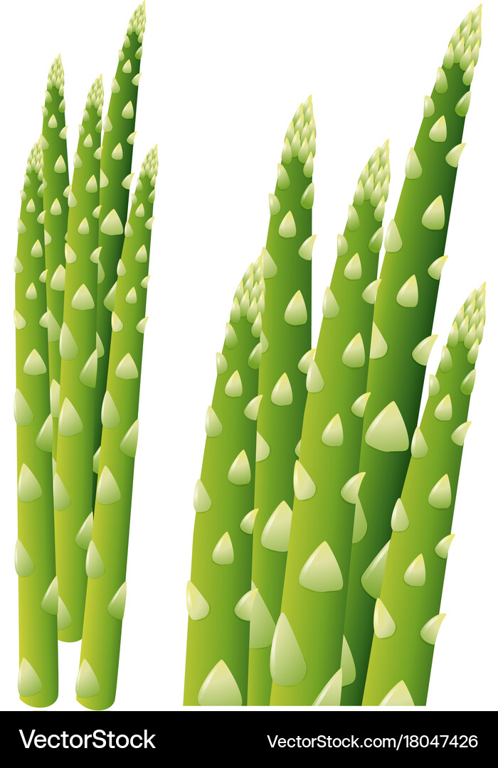 Fresh asparagus on isolated white background Vector Image