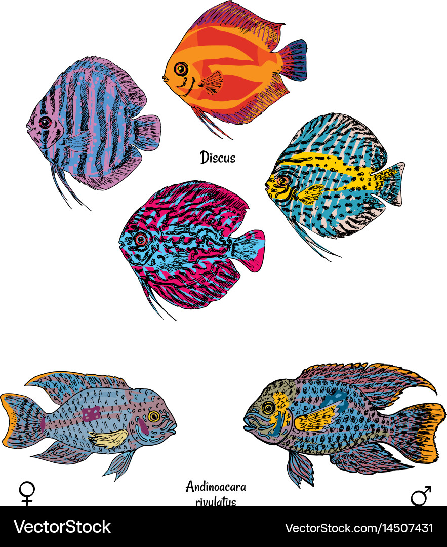 Great aquarium fishes set Royalty Free Vector Image