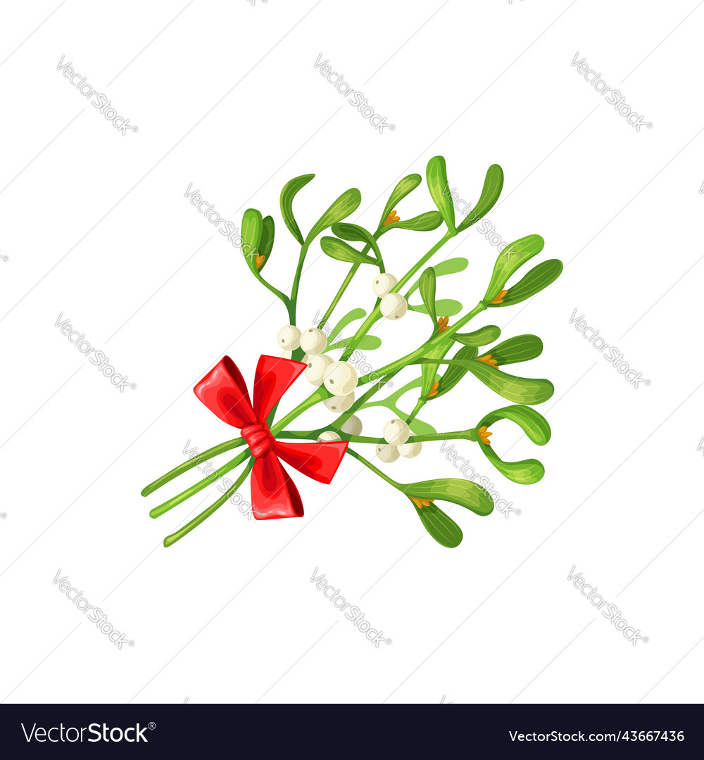 Christmas mistletoe bouquet tied with ribbon Vector Image
