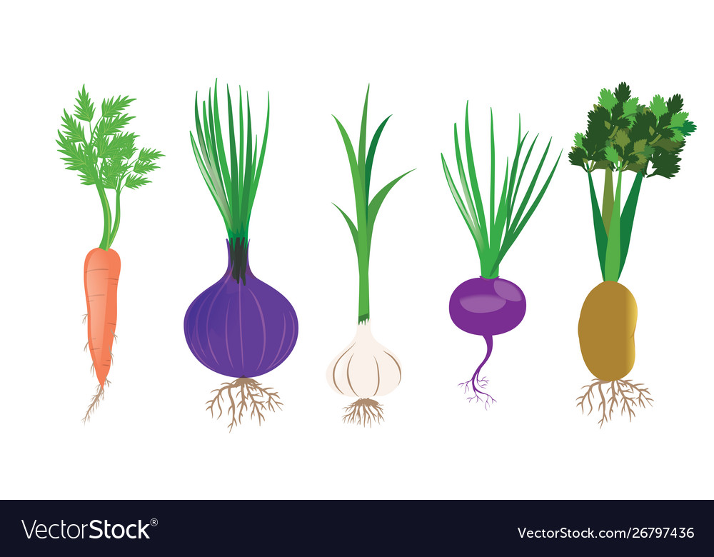 Different types root vegetables Royalty Free Vector Image