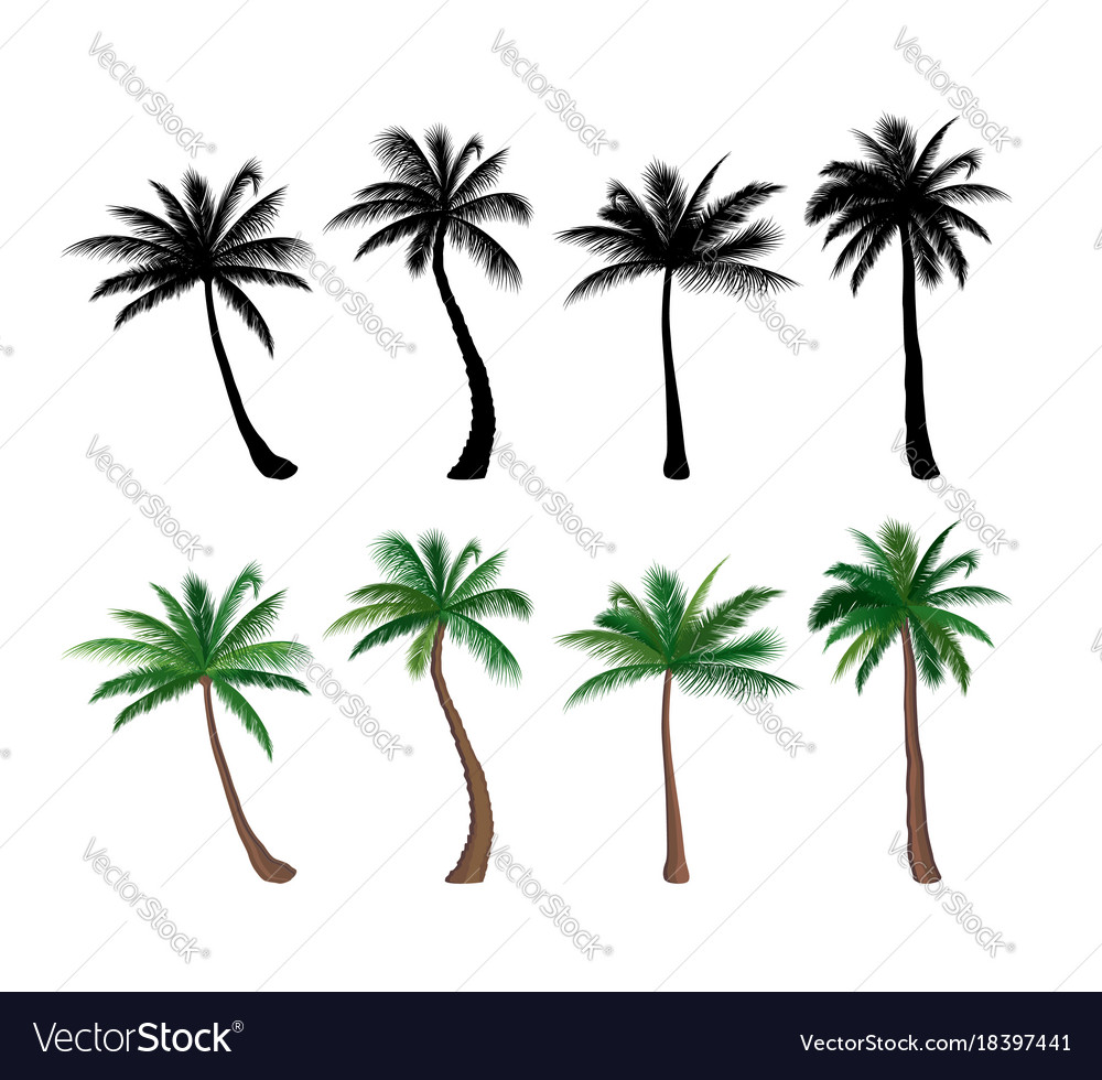 Palm tree set nature floral design elements Vector Image