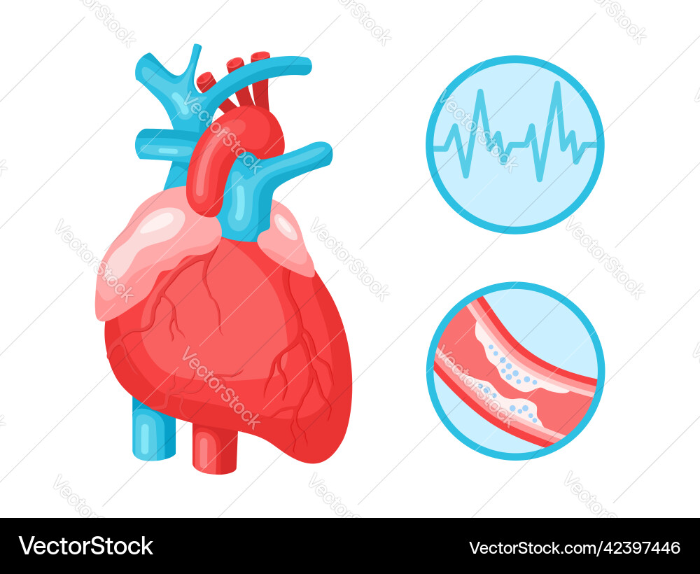 Heart human anatomical and cardiovascular system Vector Image