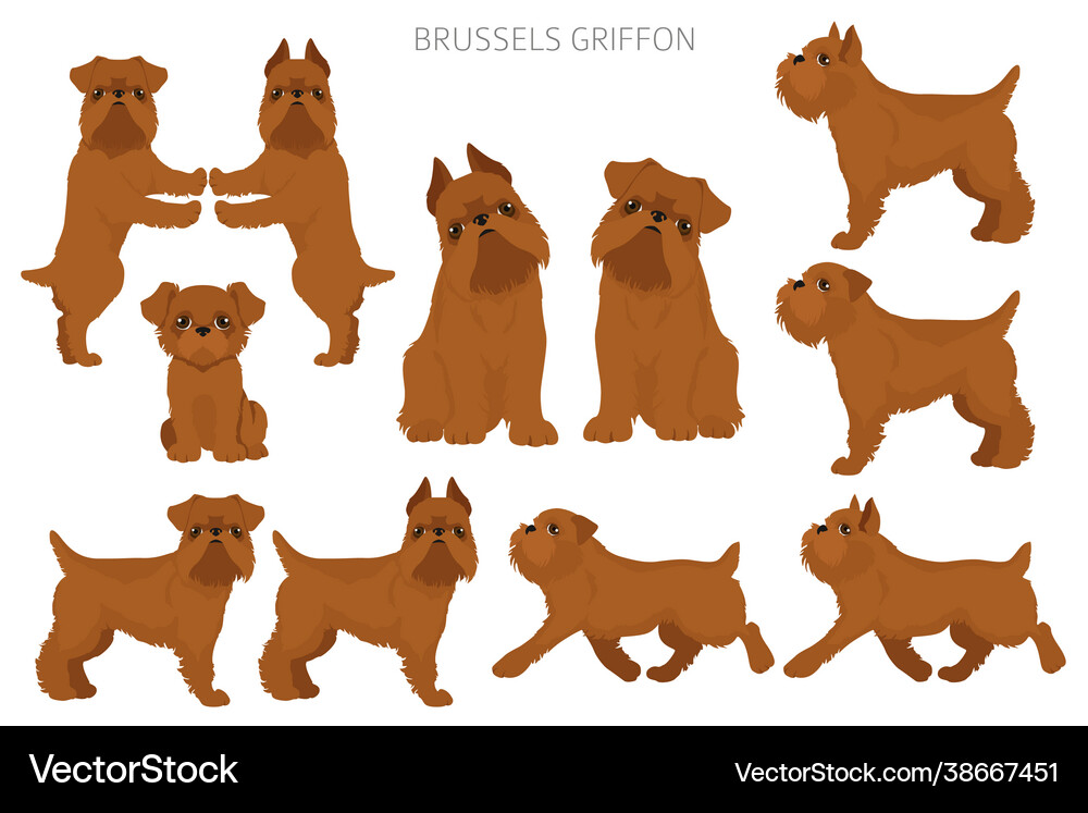 Brussels griffon clipart different coat colors Vector Image