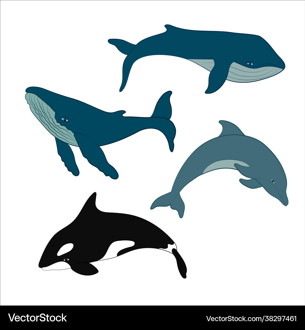 Set whales and dolphins marine mammals Royalty Free Vector