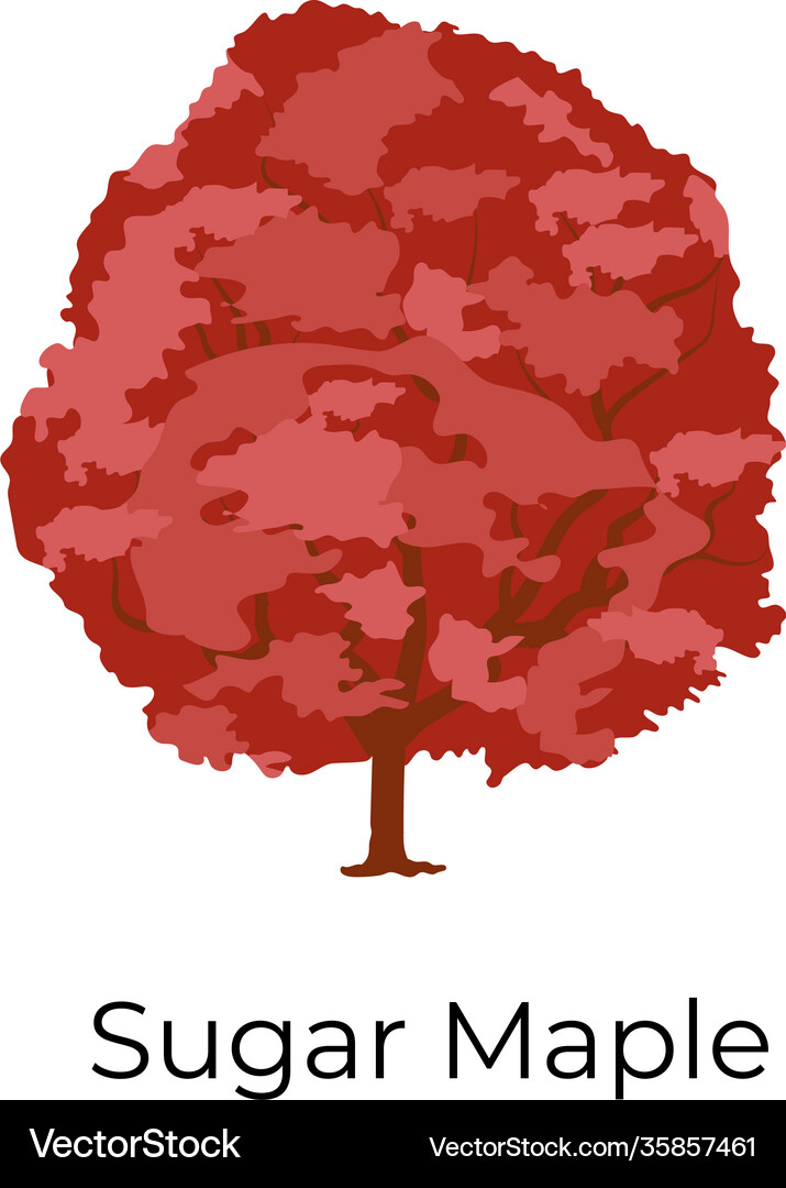 Sugar maple Royalty Free Vector Image - VectorStock