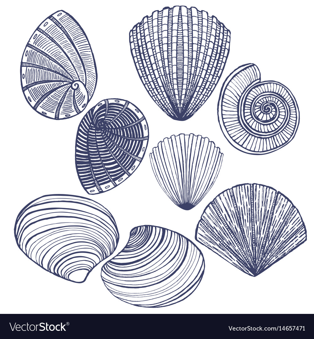 Hand drawn shell set Royalty Free Vector Image