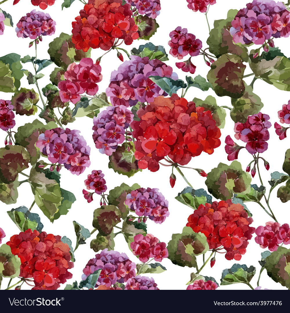 Geranium pattern Royalty Free Vector Image - VectorStock