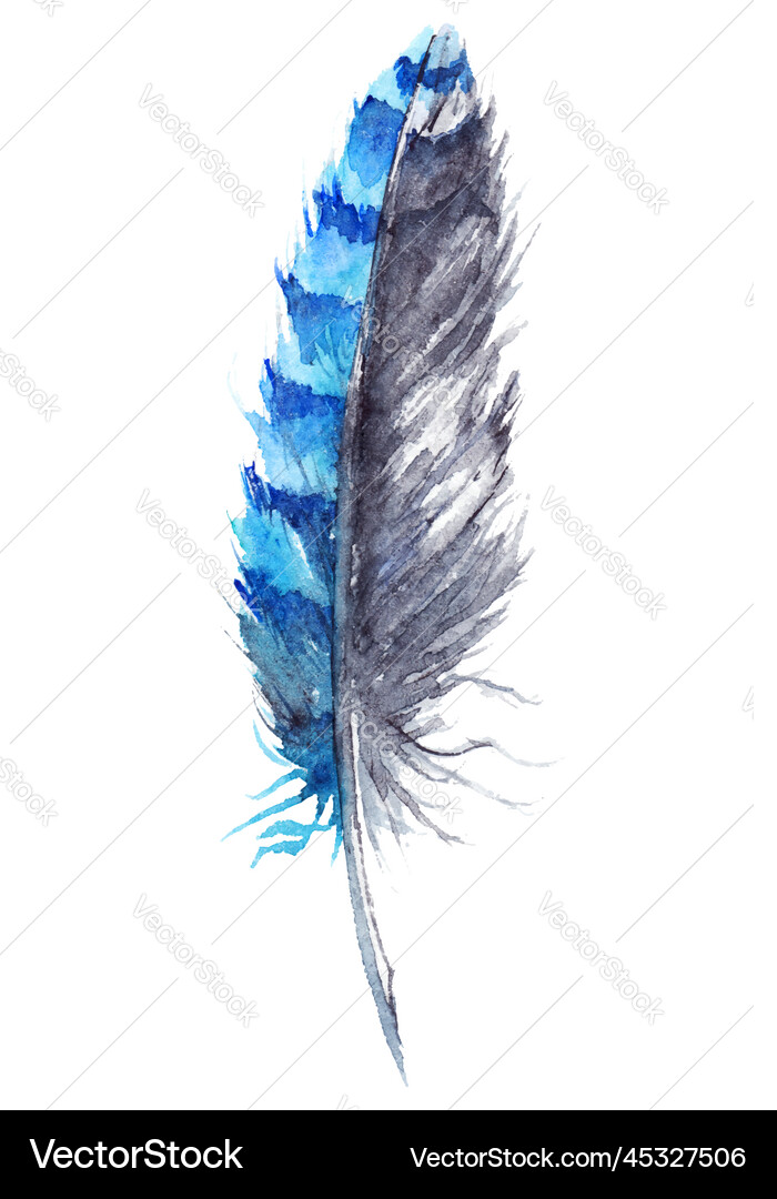 Watercolor black and blue jay feather isolated Vector Image