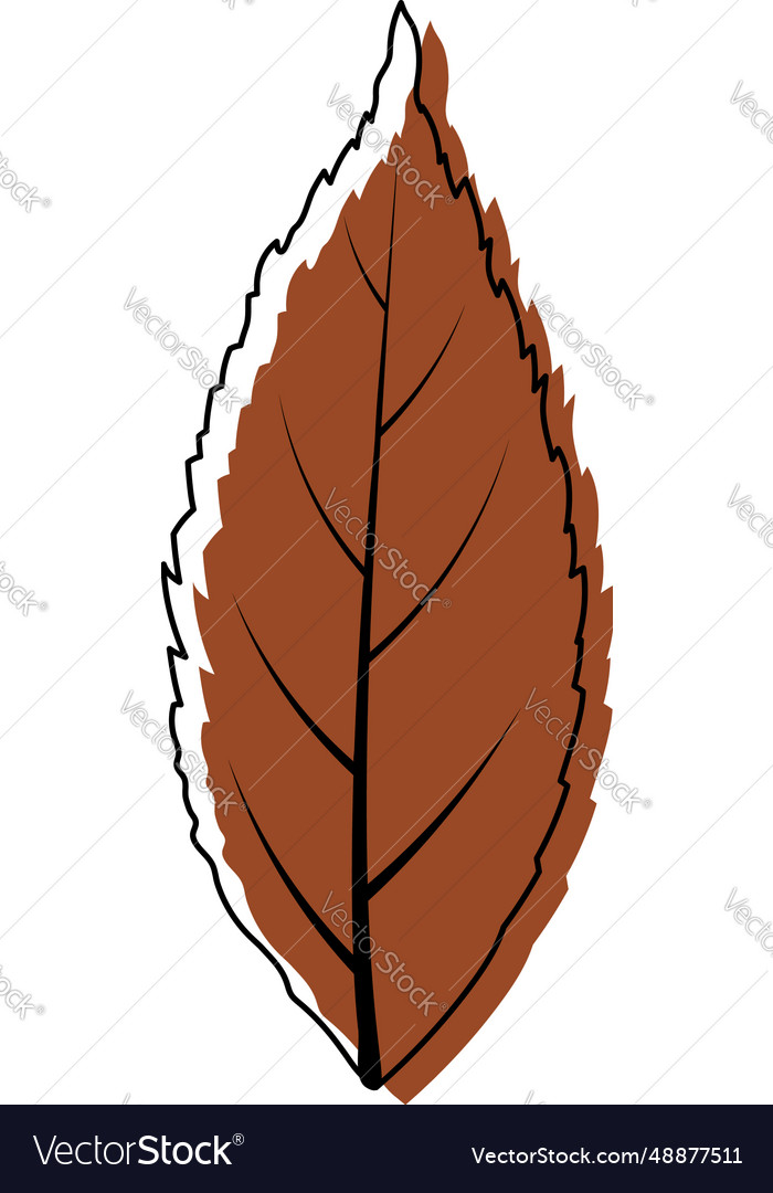 Ash-tree leaf Royalty Free Vector Image - VectorStock