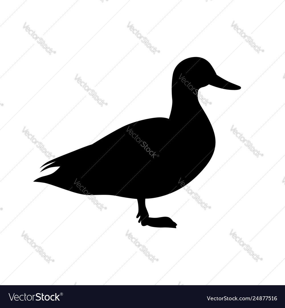 Duck Royalty Free Vector Image - VectorStock
