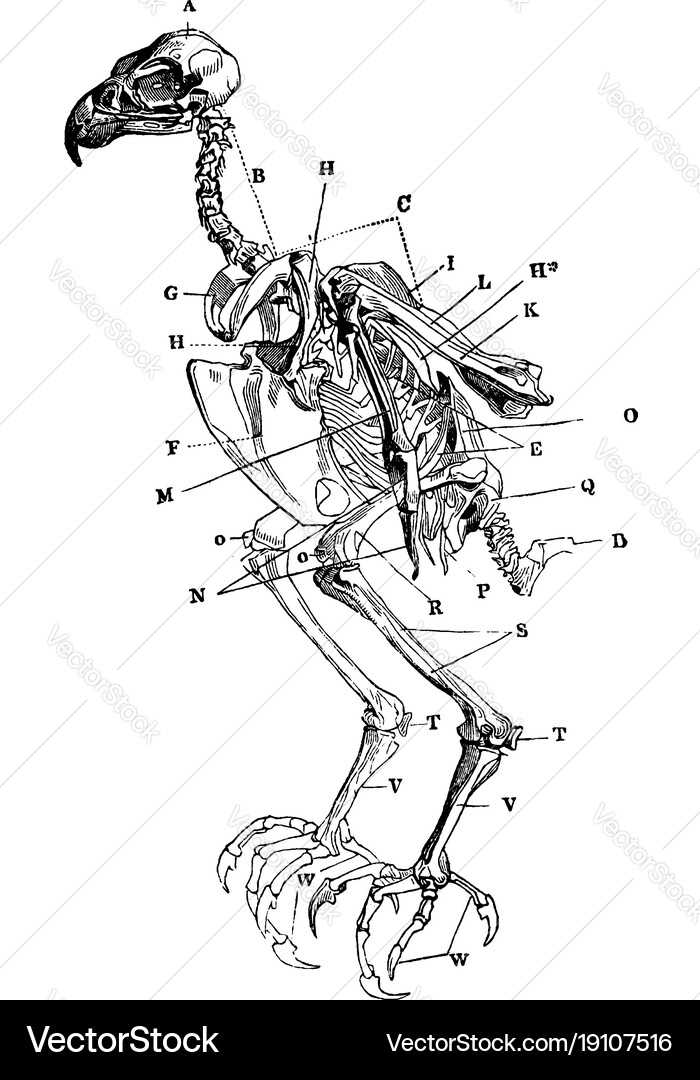 Skeleton of a sparrowhawk vintage Royalty Free Vector Image