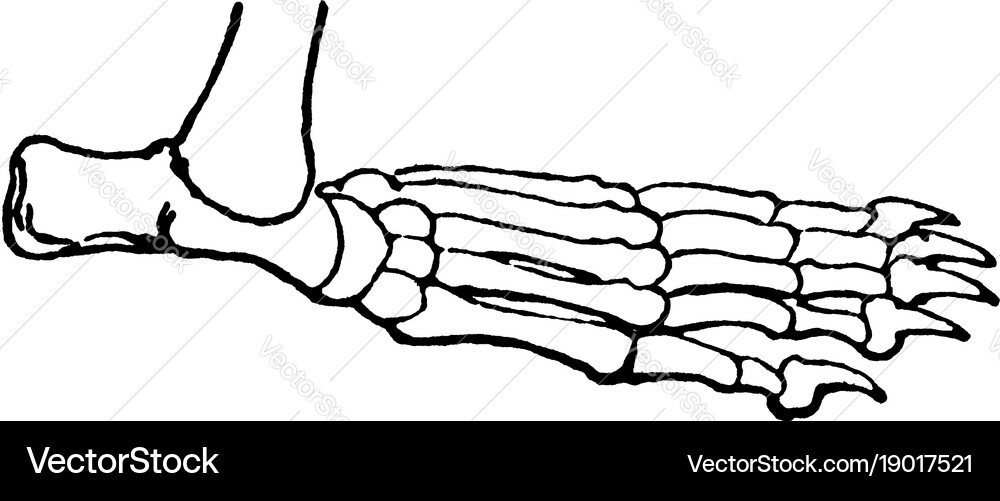 Leg of bear vintage Royalty Free Vector Image - VectorStock