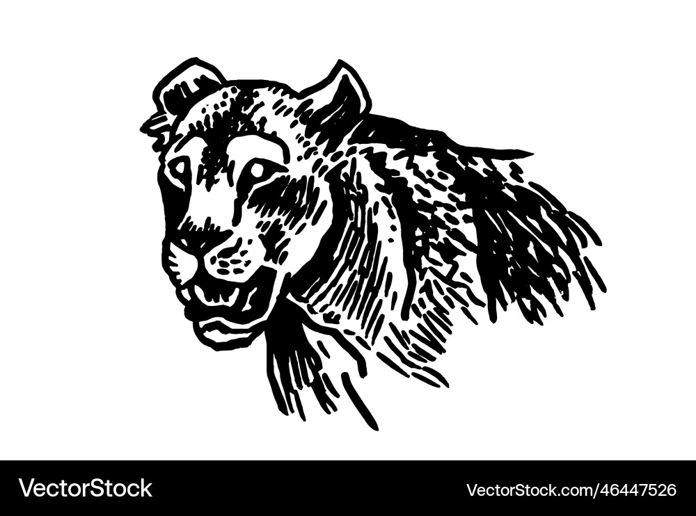 Grphical lioness portrait isolated on white wild Vector Image