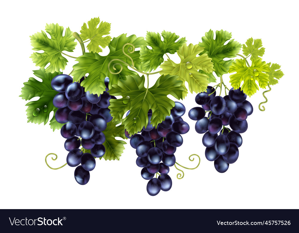Realistic grape clusters composition Royalty Free Vector