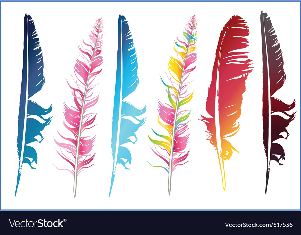 Vector Color Feathers Background