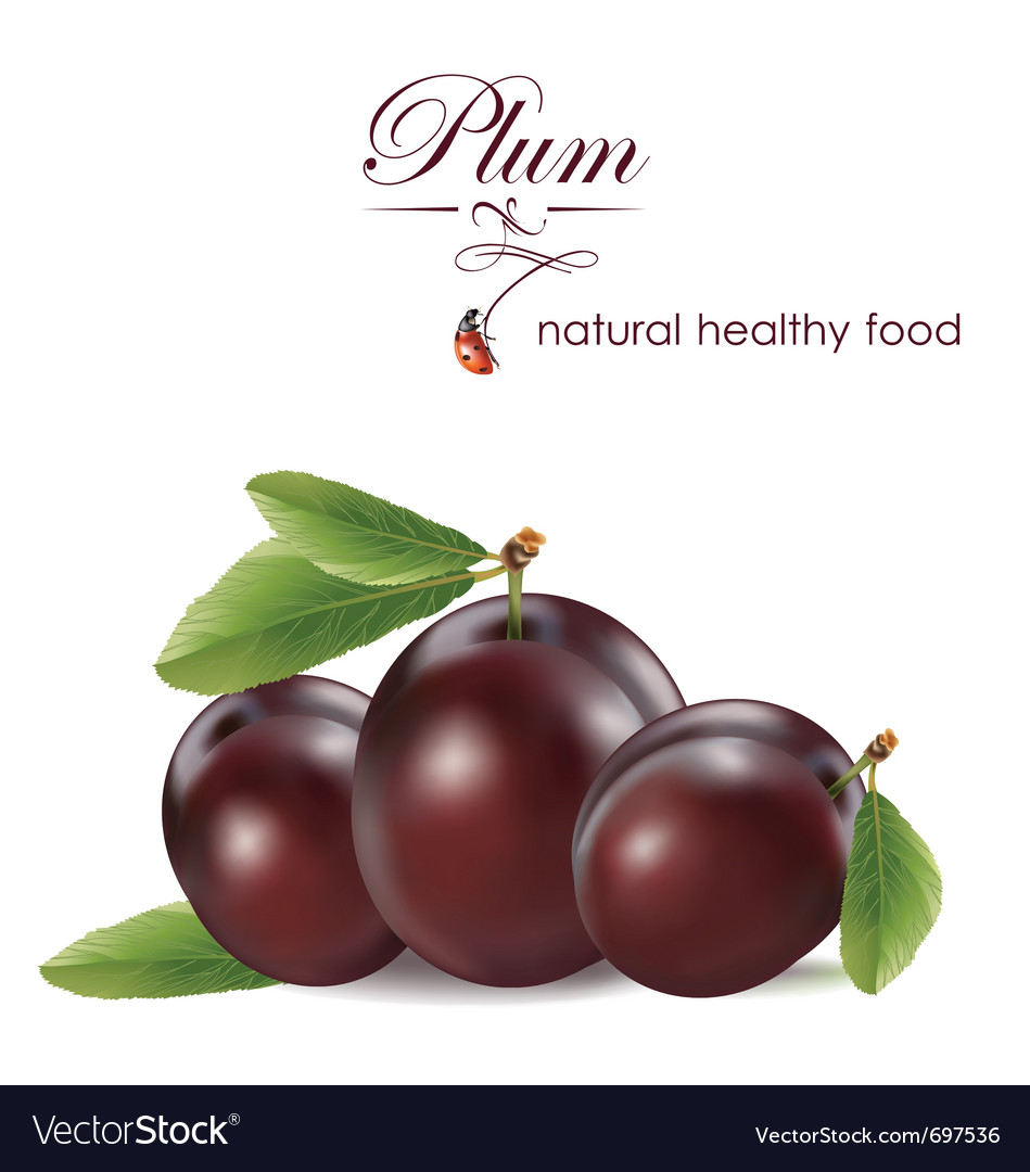 Plum Royalty Free Vector Image - VectorStock