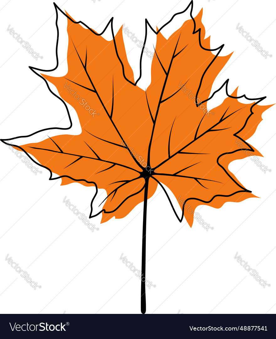 Autumn maple leaf Royalty Free Vector Image - VectorStock