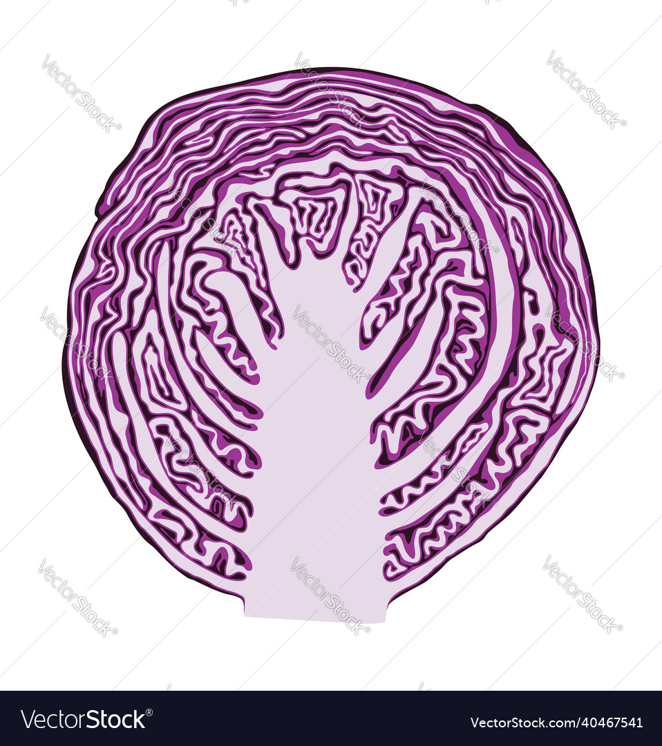Red cabbage cut Royalty Free Vector Image - VectorStock