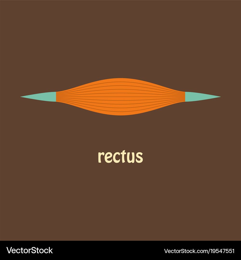 Flat rectus - didactic board anatomy of Royalty Free Vector
