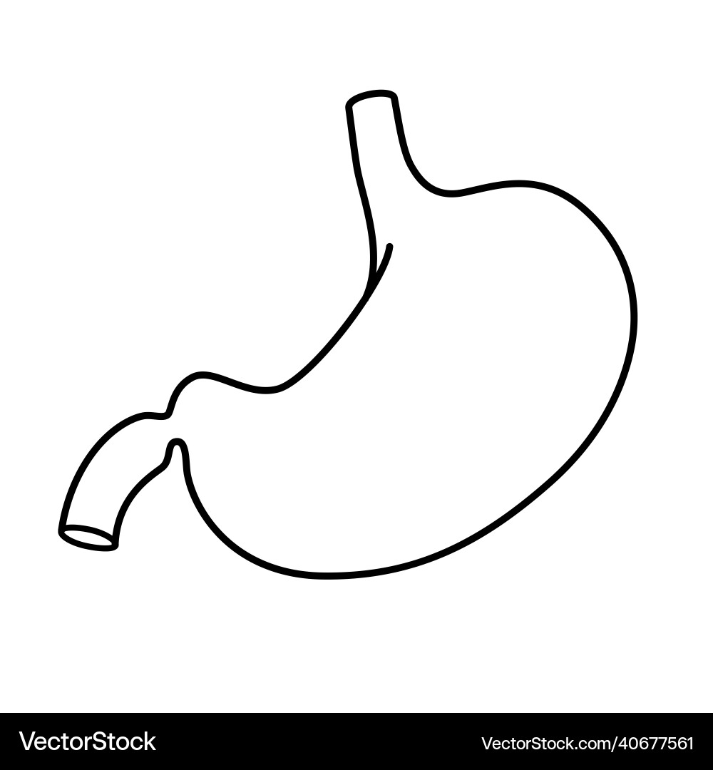 Stomach icon black outline sign Royalty Free Vector Image