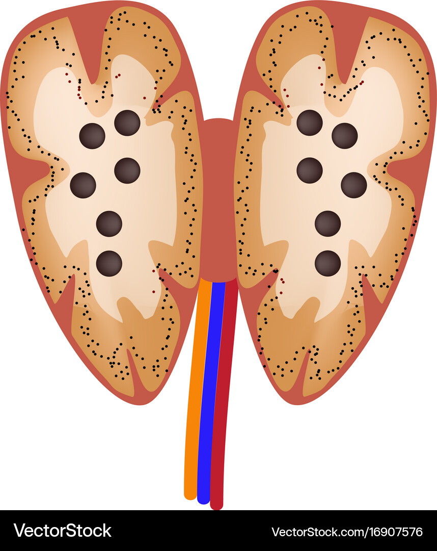Thymus Gland Anatomy Diagram Royalty Free Vector Image