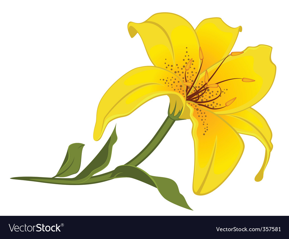 Lilly Royalty Free Vector Image - VectorStock