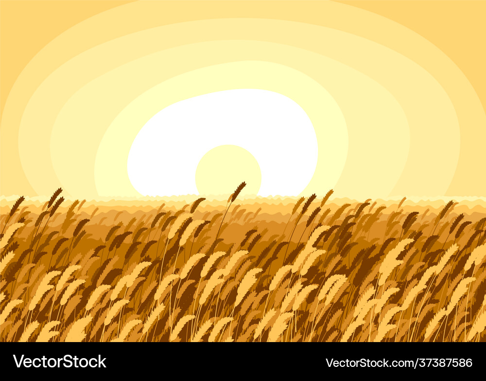 Wheat field scenic tranquil and calm landscape Vector Image