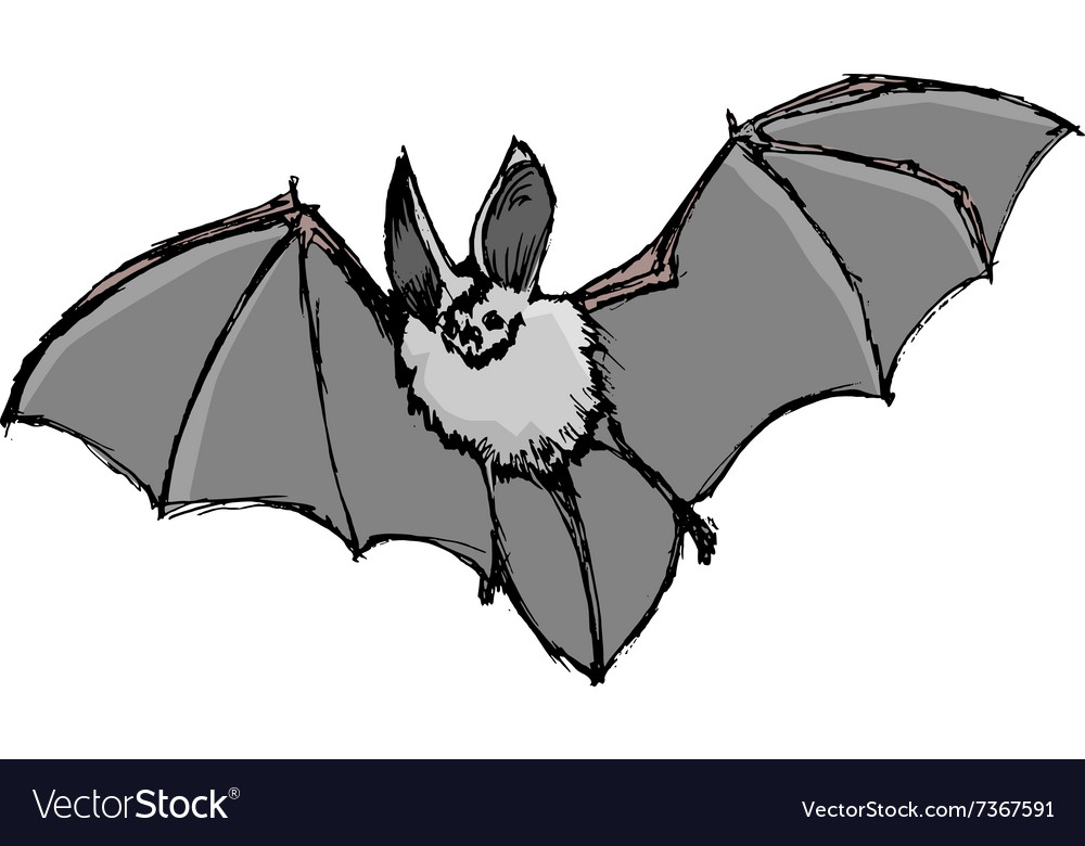 Bat Royalty Free Vector Image - VectorStock