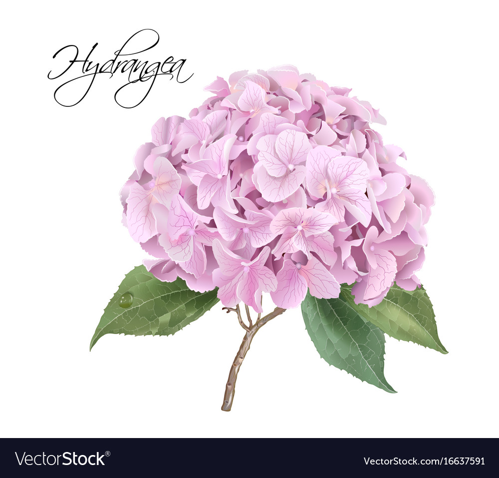 Hydrangea pink realistic Royalty Free Vector Image