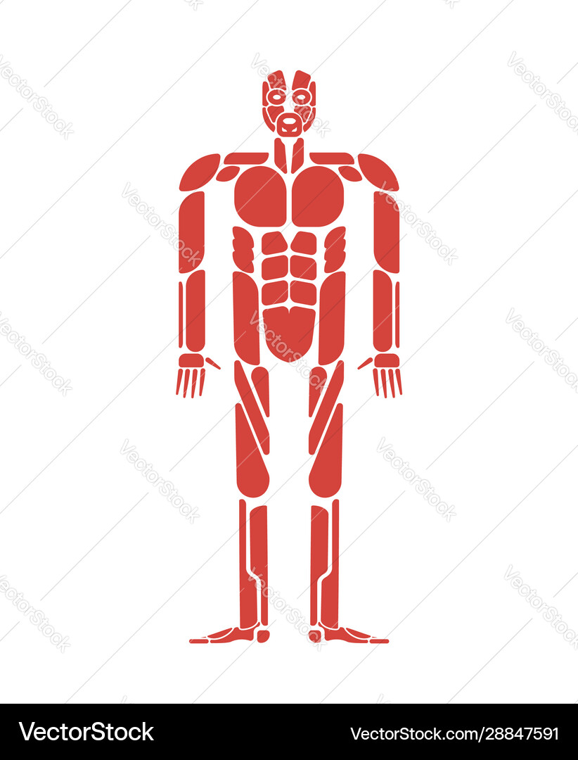 Muscles system human body system muscular anatomy Vector Image