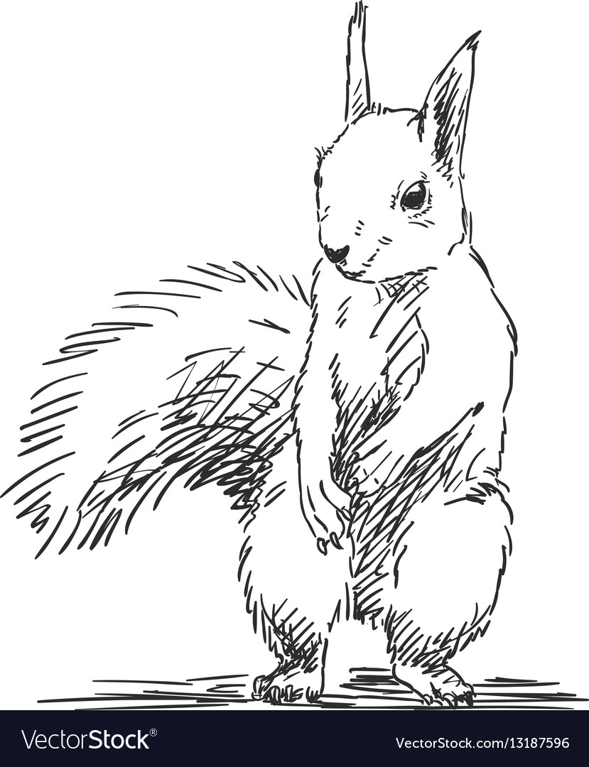 Squirrel Royalty Free Vector Image - VectorStock