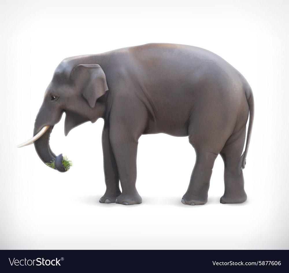 Elephant Royalty Free Vector Image - VectorStock