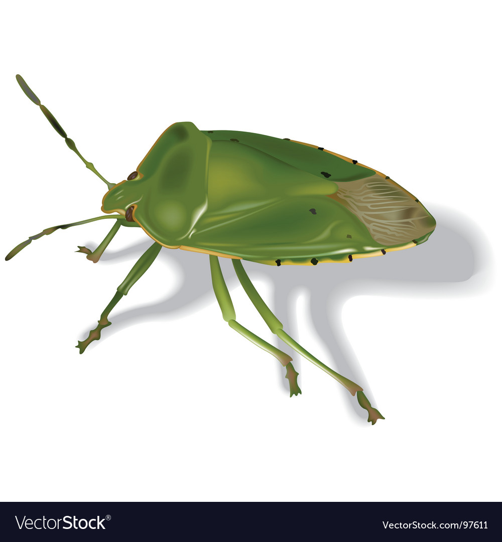 Stink bug Royalty Free Vector Image - VectorStock