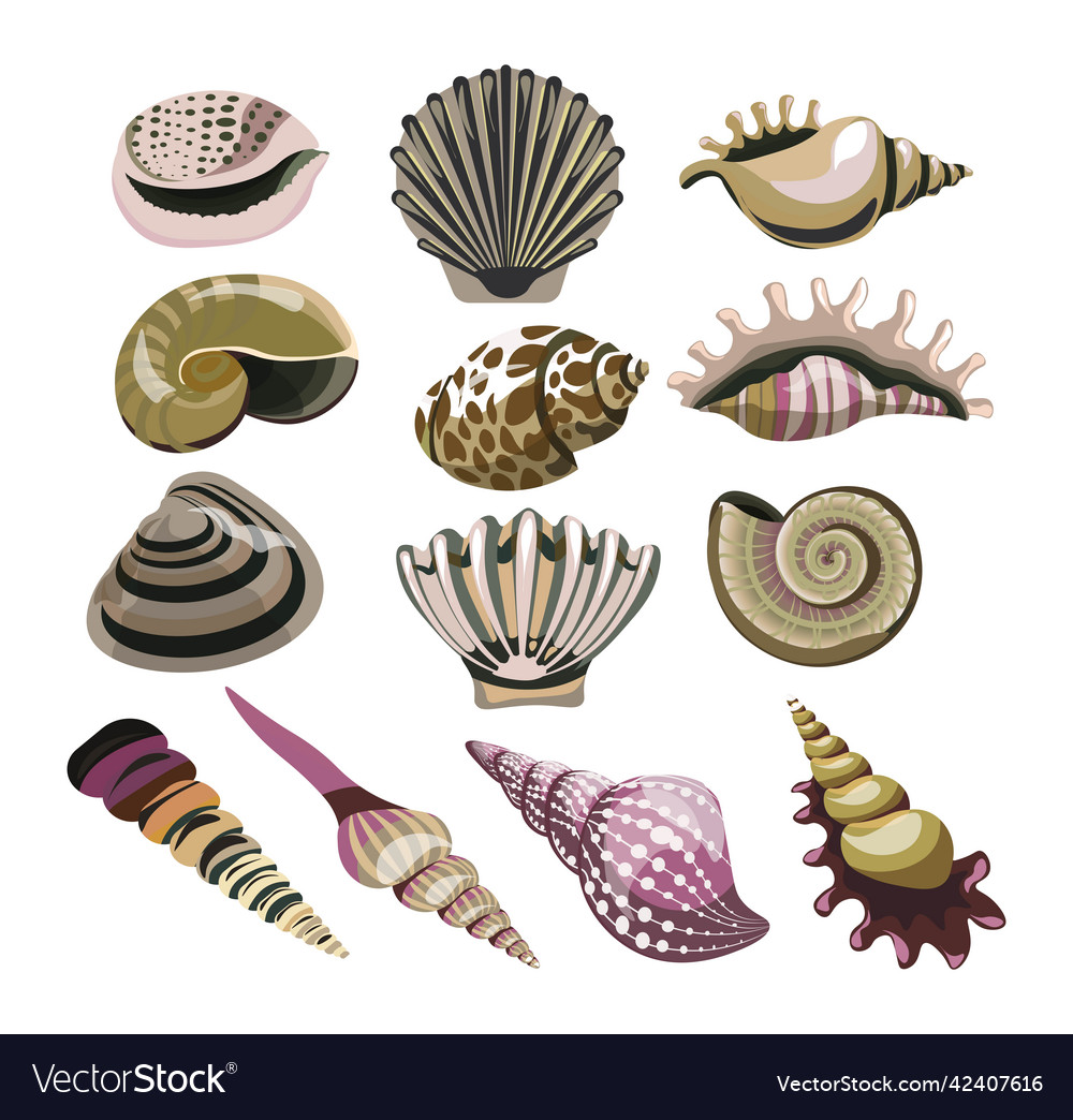Shells and mollusks seashell and conch decor Vector Image Shells and mollusks seashell and conch decor Vector Image