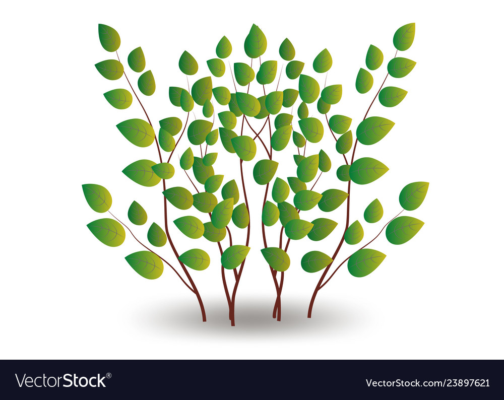 Shrubs Royalty Free Vector Image - VectorStock