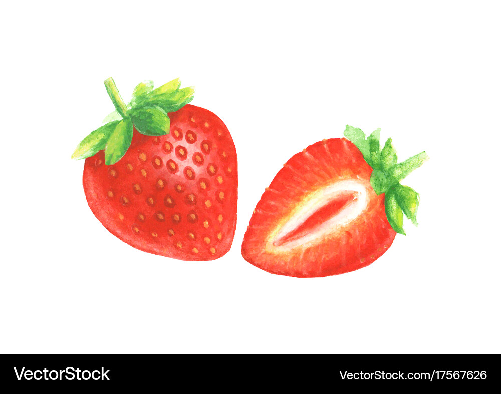 Watercolor hand drawn strawberry Royalty Free Vector Image
