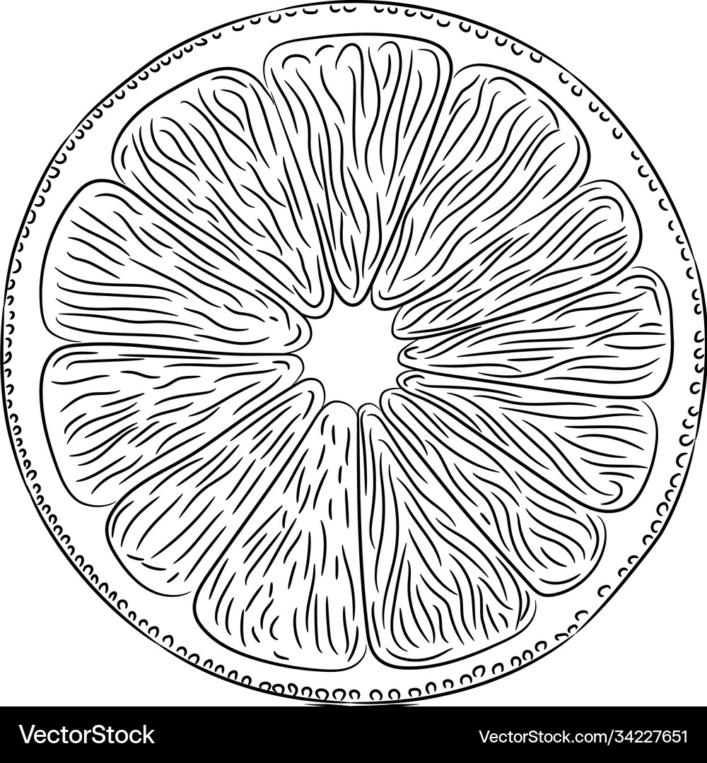 Lemon Pith Sketch - Citrus Fruit Detail Royalty Free Vector