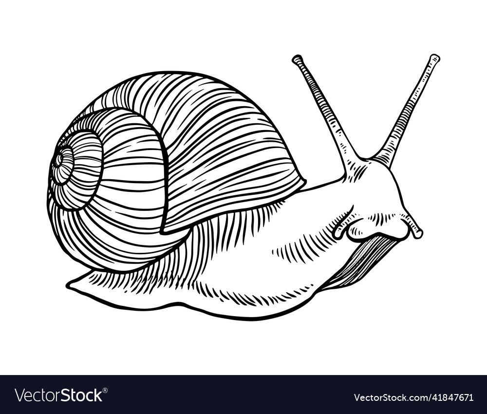 Line art snail Royalty Free Vector Image - VectorStock