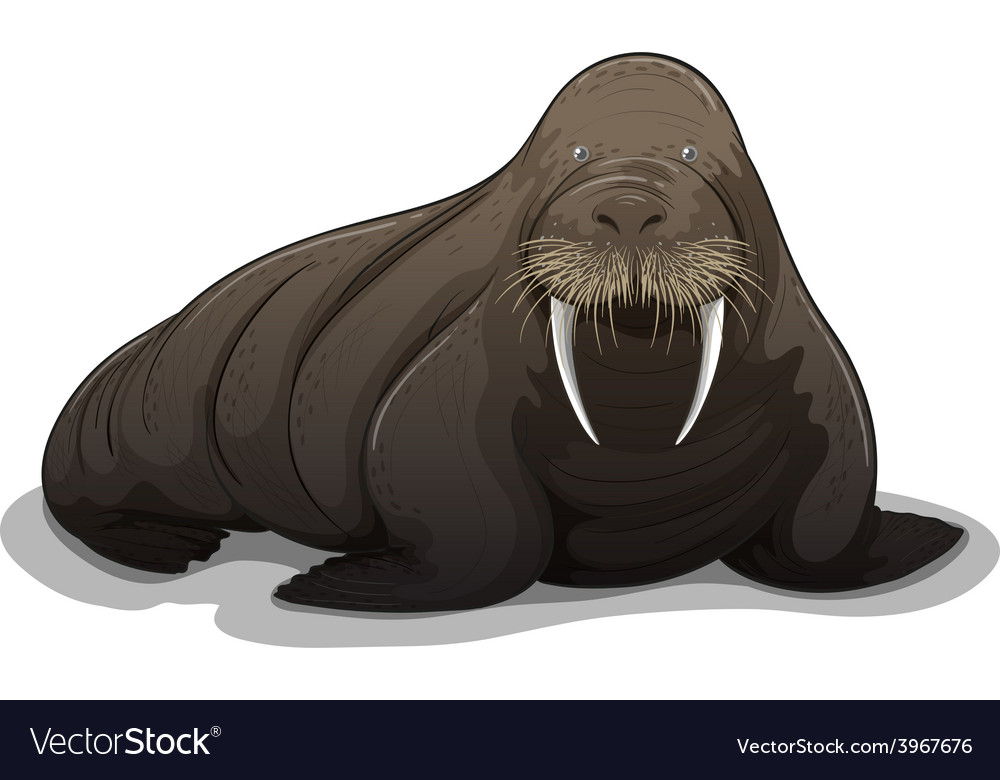 Walrus Royalty Free Vector Image - VectorStock